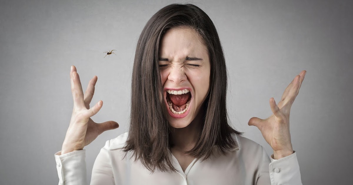 The Postillon: Nine out of ten spiders suffer intense fear of ...