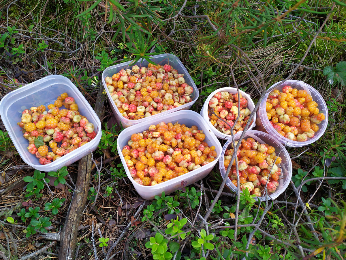 Päevik: Uljus, jalgratas ja murakad