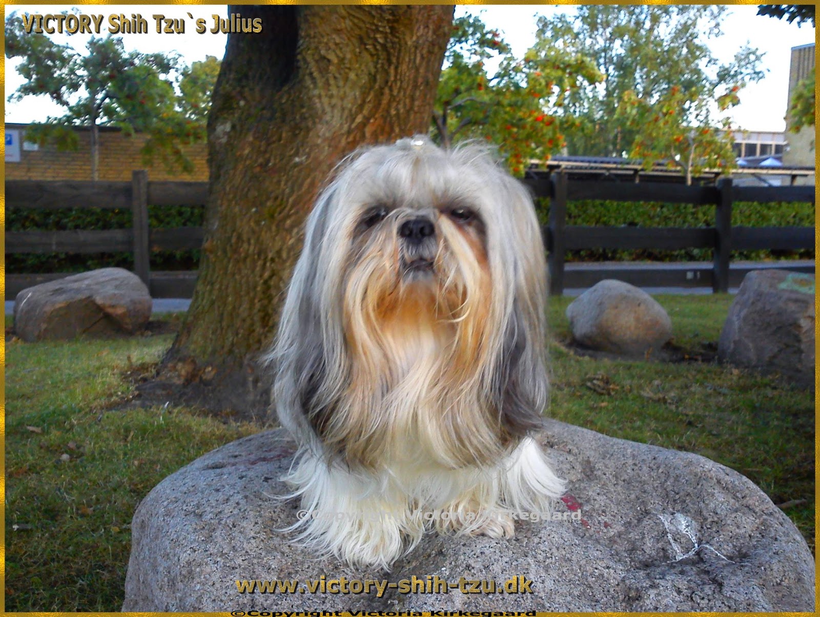 VICTORY Shih Tzu: Julius Come On Again