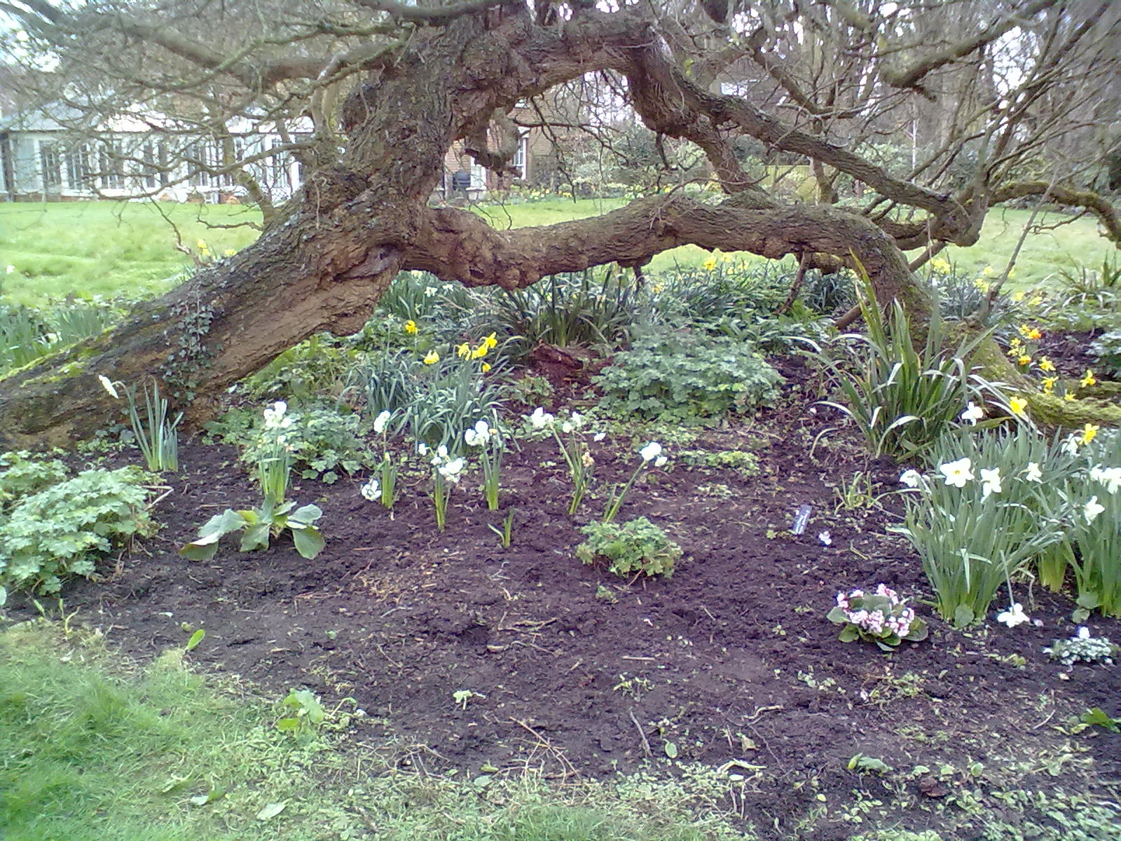 Rachel the Gardener: How To: prop up a Mulberry tree