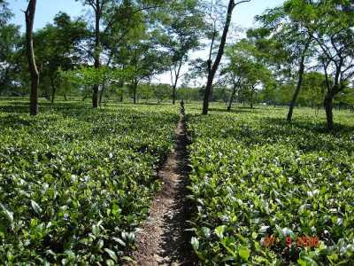 Assam - Famous For Tea and Dense Forest
