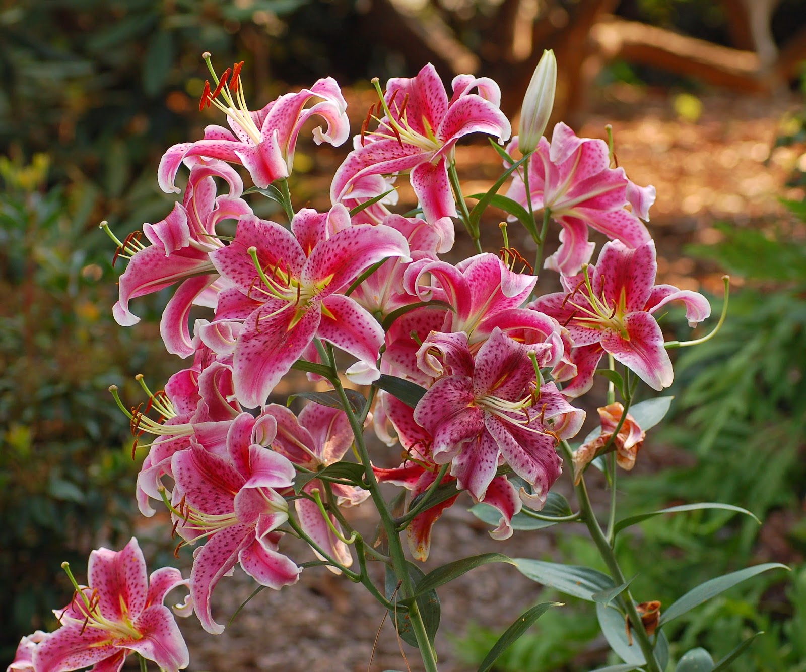 Fichas Botánicas. AZUCENA (Lillium spp)