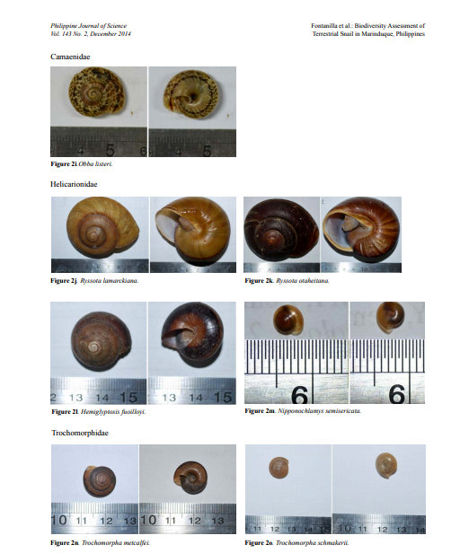 Marinduque Rising: Mga katutubong kuhol o suso sa Marinduque ilang ...