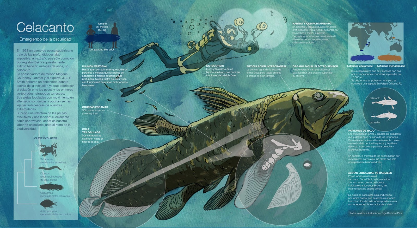 Olga Carmona Peral cómic & ilustración: Infografía celacanto