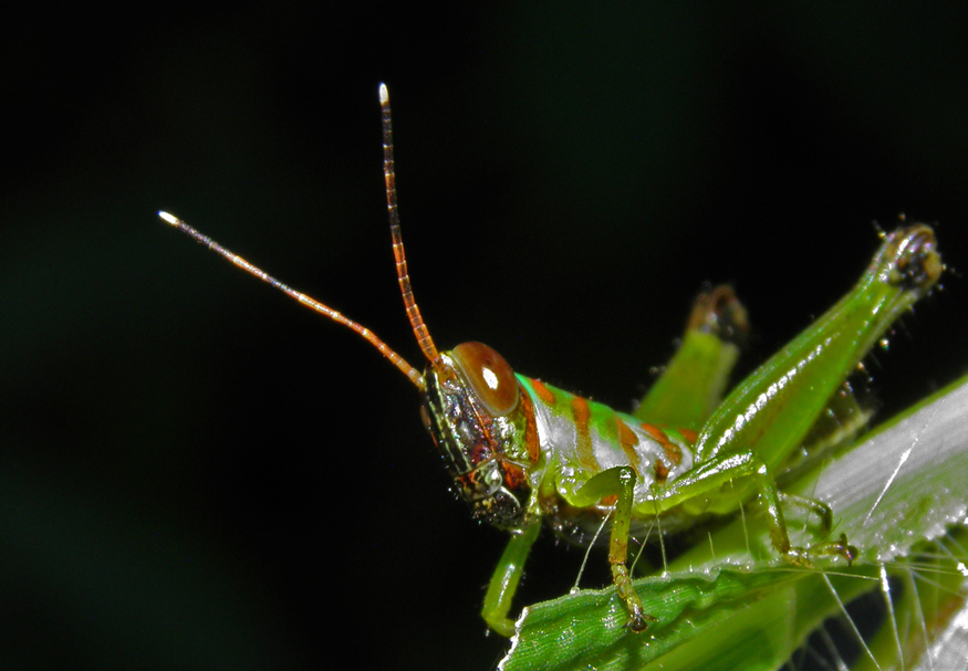 Wild Sri Lanka: Hopper.....