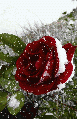 I Love Christmas 24/7: A Beautiful Collection of Christmas Rose's