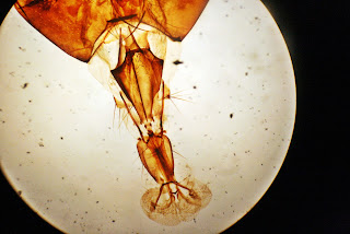 Vida tras el objetivo: Vistas a microscopio. CC.AA