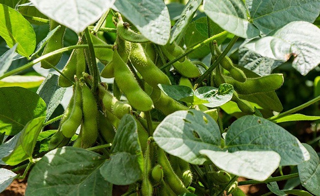 Oil Seeds and Crops: A brief Botanical Decsription of Soybean