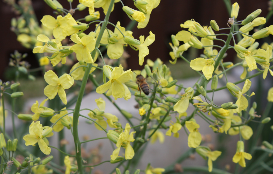 Temperate Climate Permaculture: Cauliflower Flowers!
