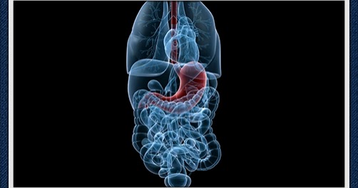 Our Stomach | Facts About Stomach | Healthy Tips For Lifestyle