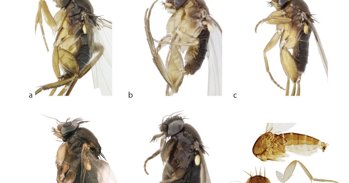 One species a day: 12 new scuttle flies