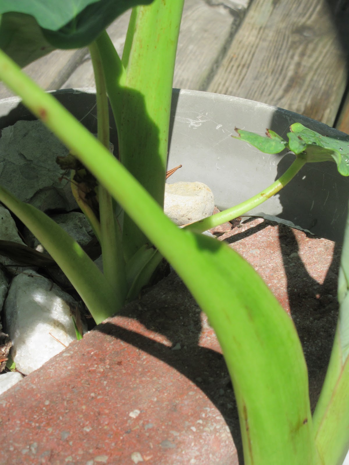 Marlene's Space: Botany Lesson with the Elephant Ear Plant