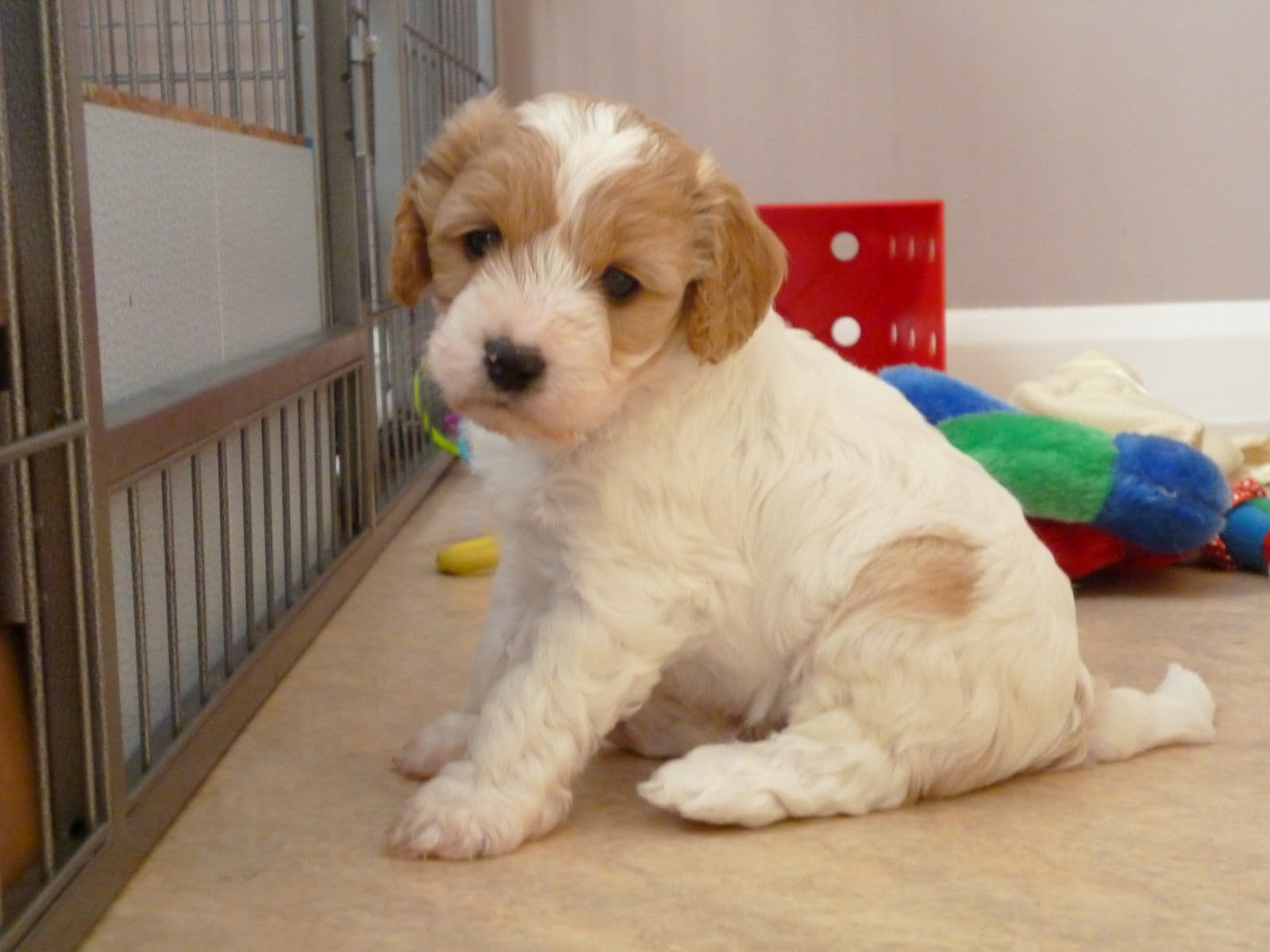 SODOR SPRING - Cockapoo and Cavapoo puppies