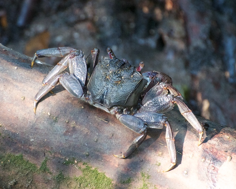 A Wandering Naturalist: Singapore: A Visit to Sungei Buloh (Part 2)