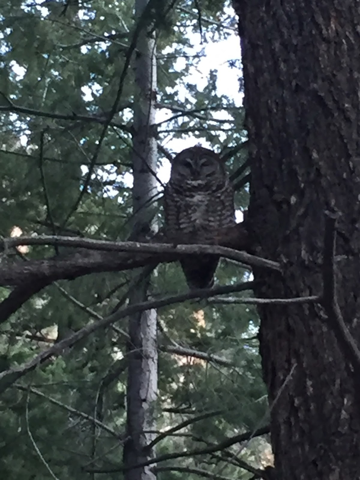 Nemophilosophy: Mousing An Owl