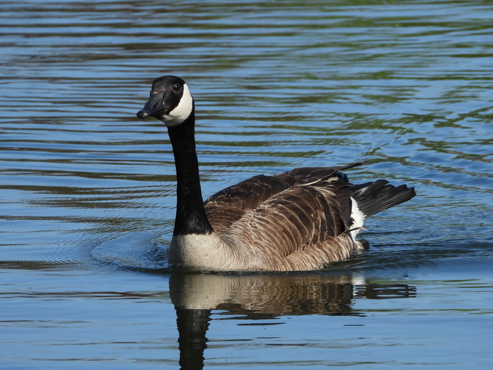 Bird & Travel Photos, Birding Sites, Bird Information: CANADA GEESE ...