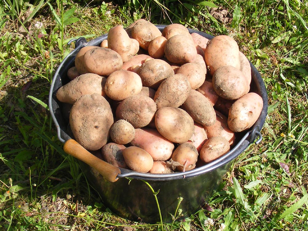 Days on the Claise: Potager Pie