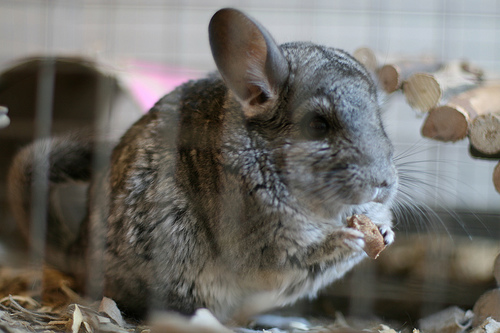 Chinchilla | The Life of Animals