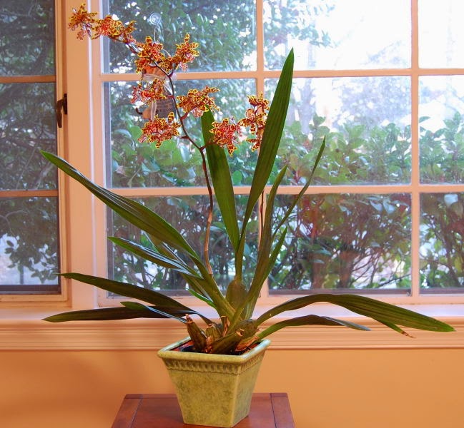 The Indoor Garden: Wildcat orchid---Oncidium lanceanum x wildcat