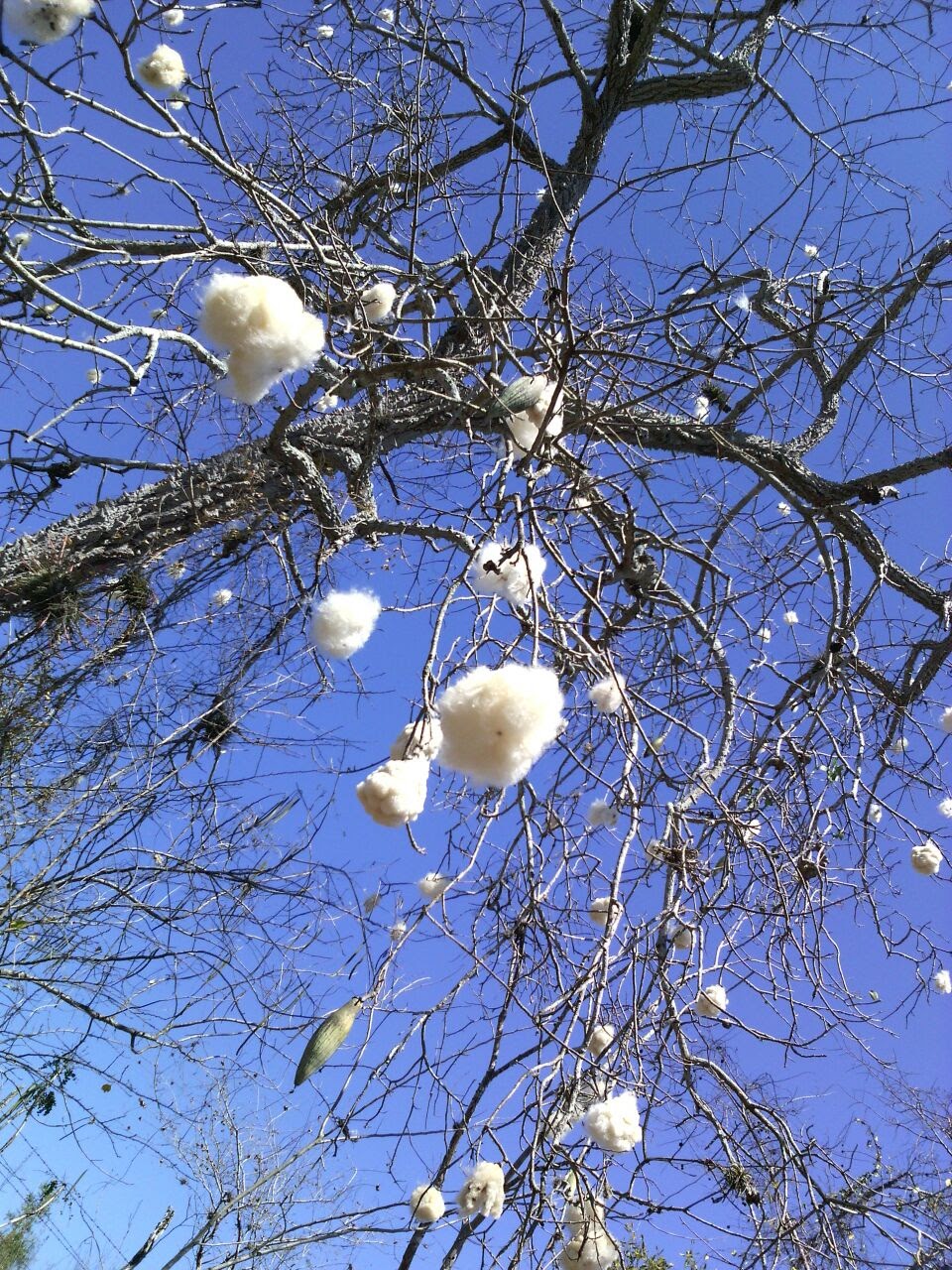 Angostillo, Veracruz, México: Árbol de pochota, pochote o ceiba (Ceiba ...