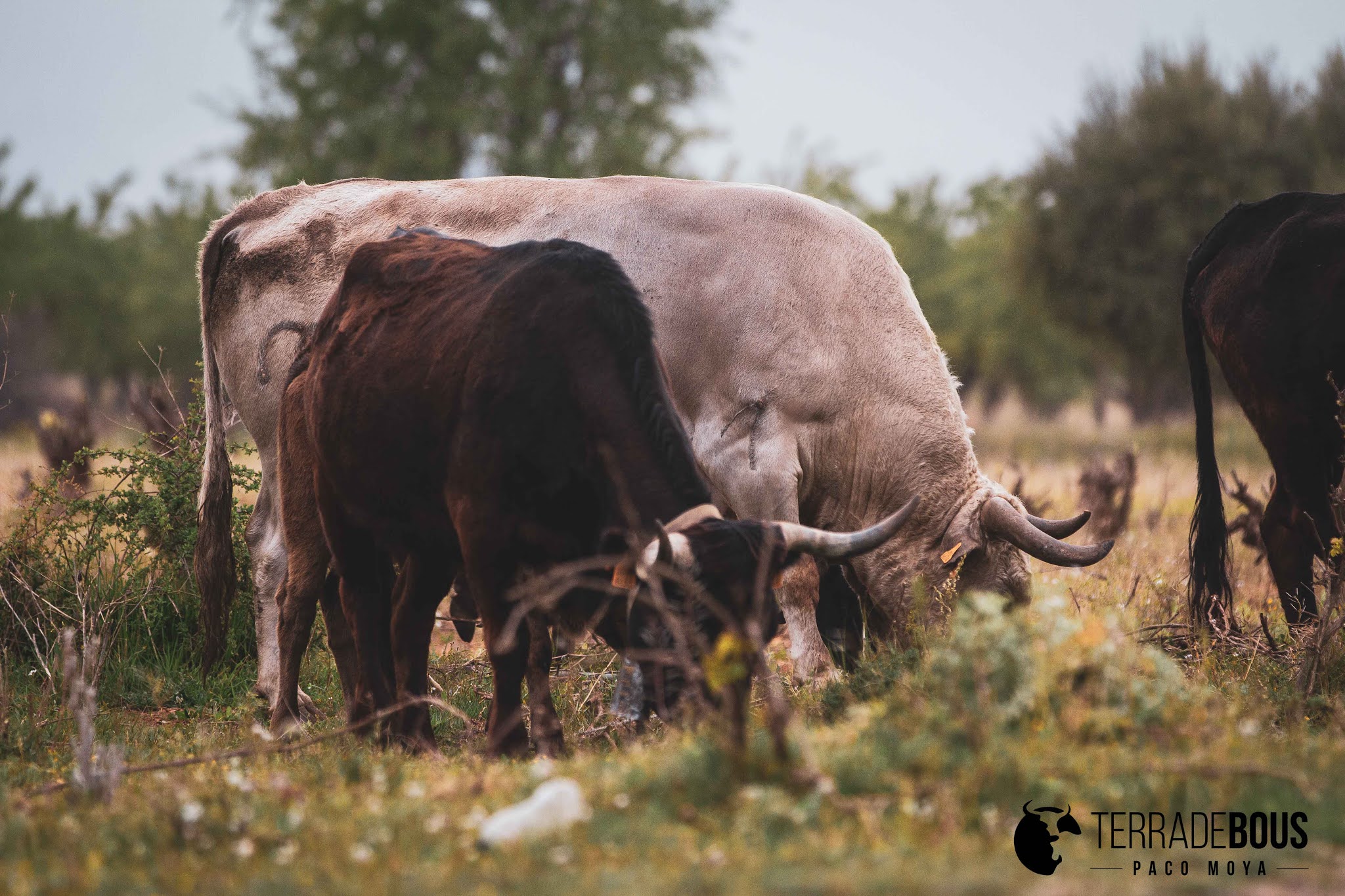 LA HORA DEL SEMENTAL