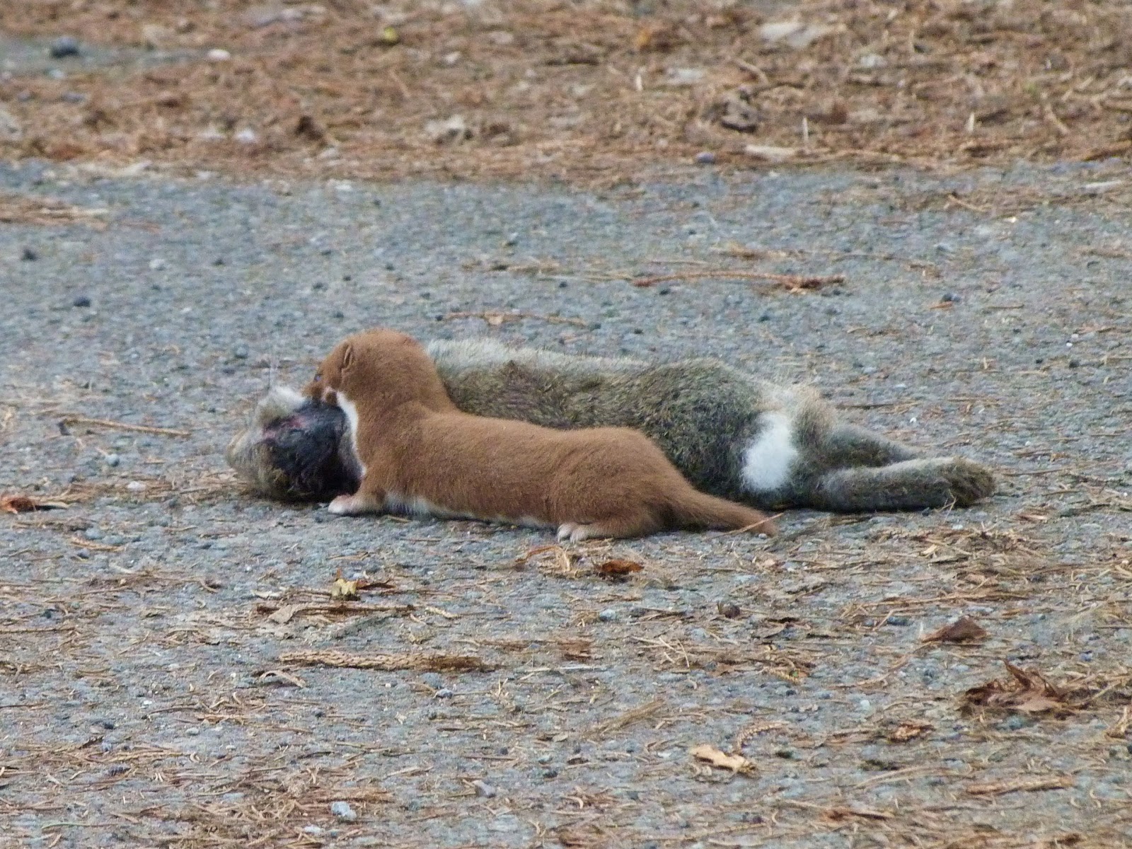 Tophill Low Nature Reserve: Weaseling out winter