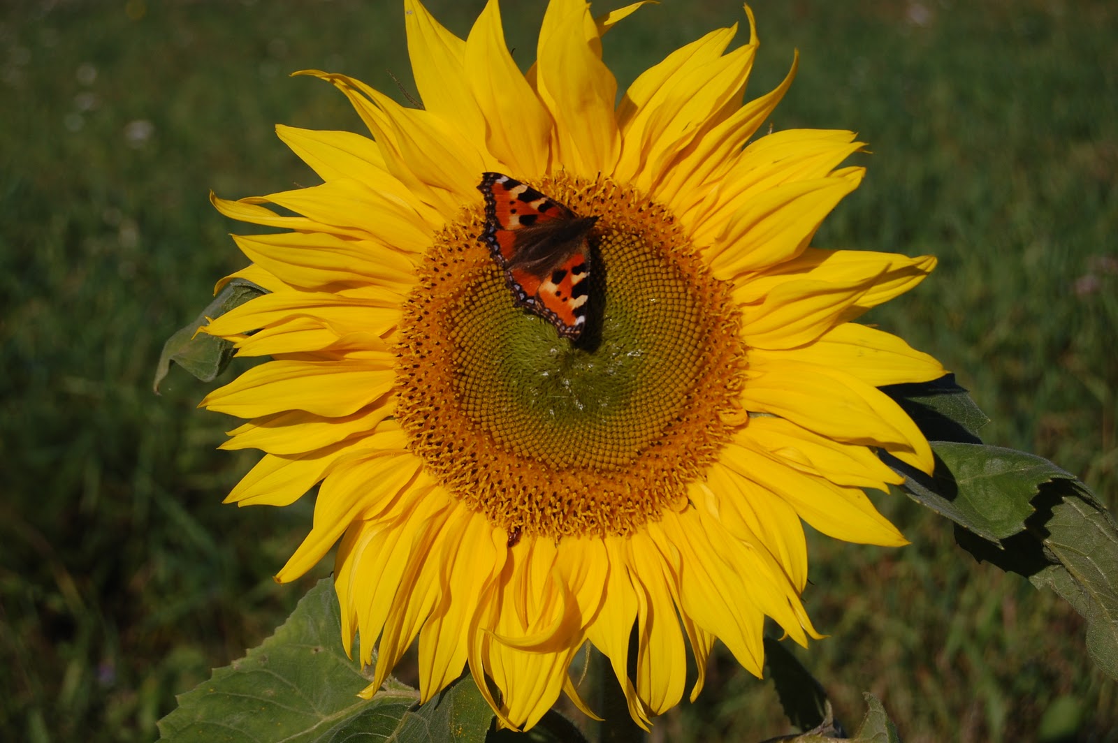 Svanå trädgård: Solros
