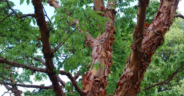 HOW TO GROW ACER GRISEUM FROM SEED |The Garden of Eaden