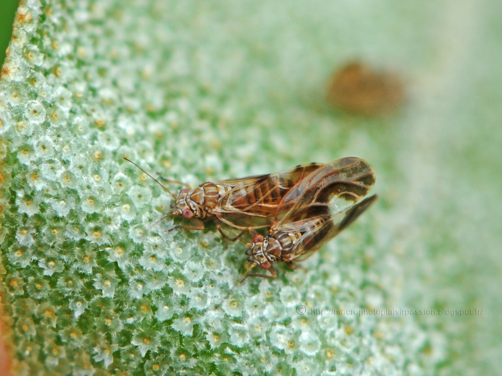 Macrophoto plaisir passion: Le Psylle de l'Eleagnus, Cacopsylla fulguralis