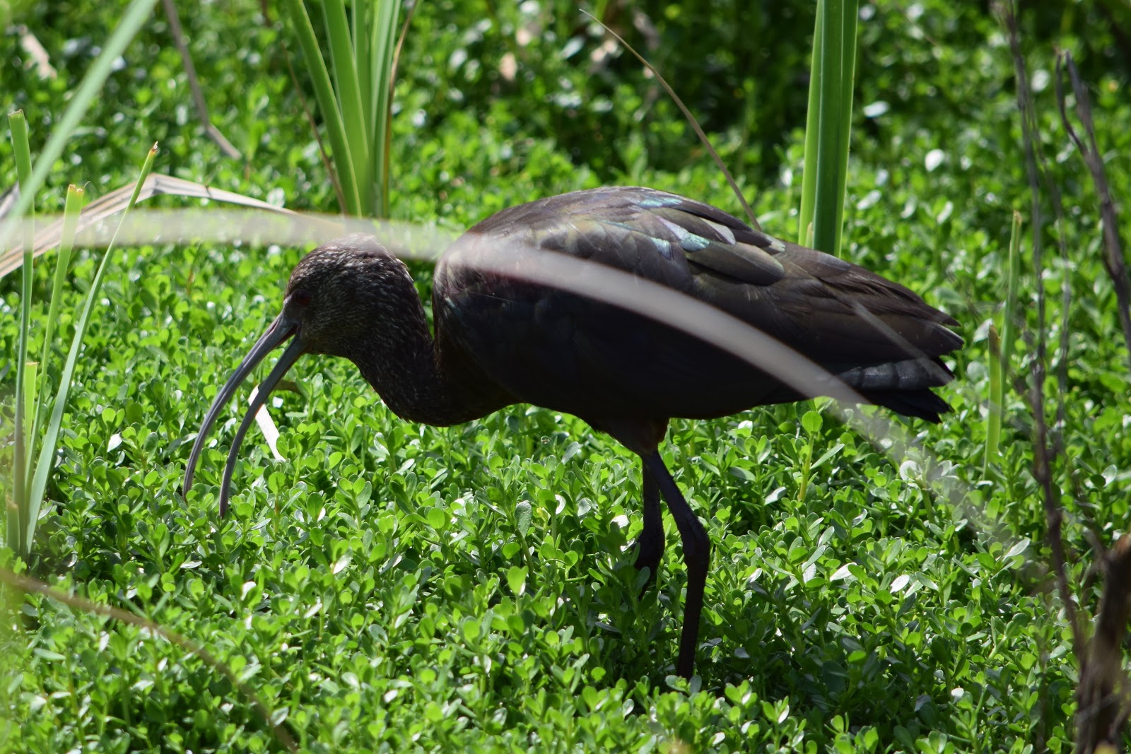 Natural Weekends - Migrating Birds In Texas - The Soundings