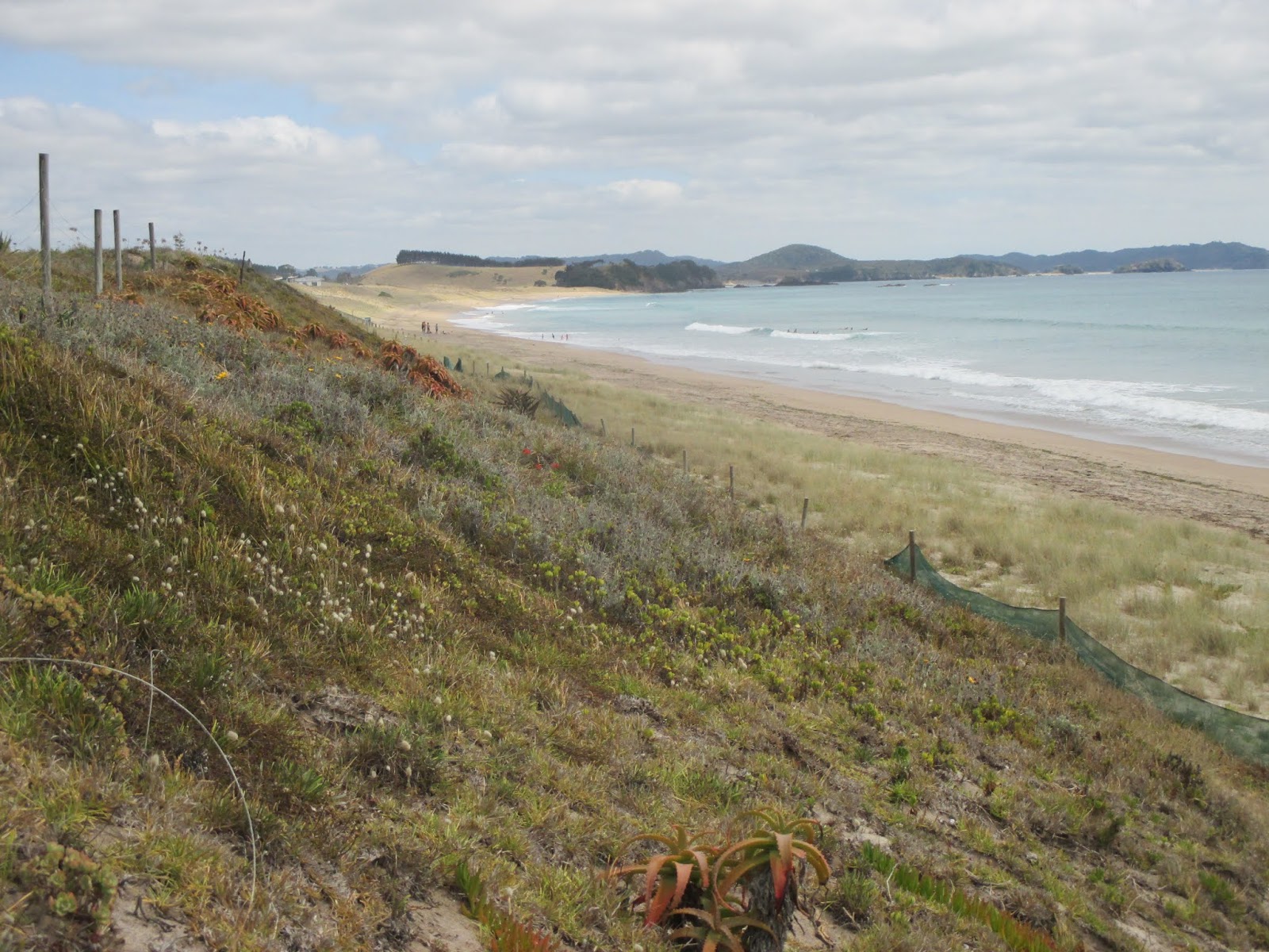 Kamo Lady: PATAUA NORTH