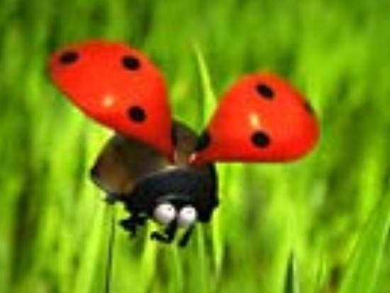 Insectos catarinas - Imagui