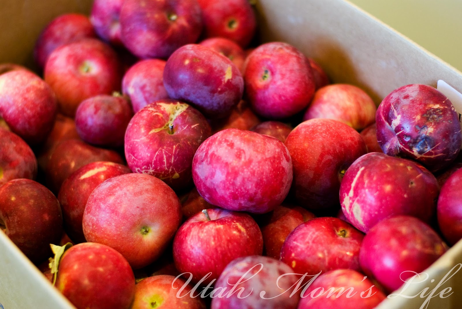 A Utah Mom's Life in New Hampshire: Apple Sauce and Cousins