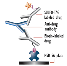 Step-wise Procedure to Optimize BEAD Method for Anti-drug Antibody ...