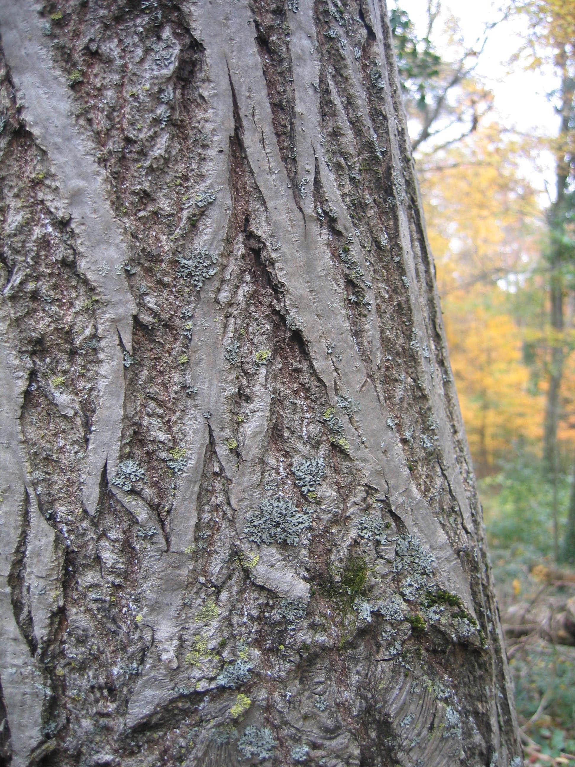 Princeton Nature Notes: Butternut Redux--A New Generation Bears its ...