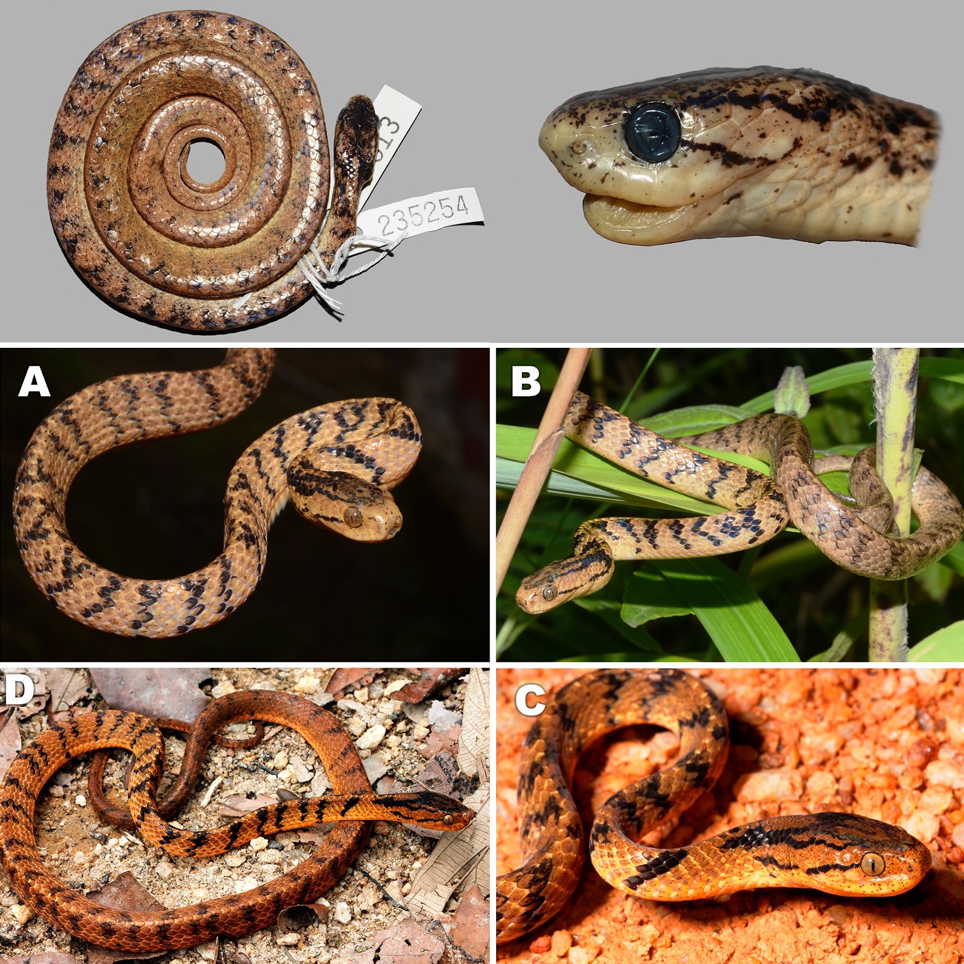 Species New to Science: [Herpetology • 2020] Pareas victorianus • A New ...