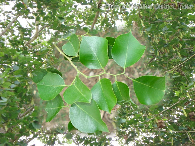 Budsas: Nắm lá trong tay