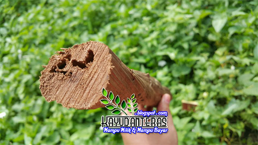 Koleksi Teras Kayu dan Batu: ::Koleksi Rare :: Teras Rotan Semambu