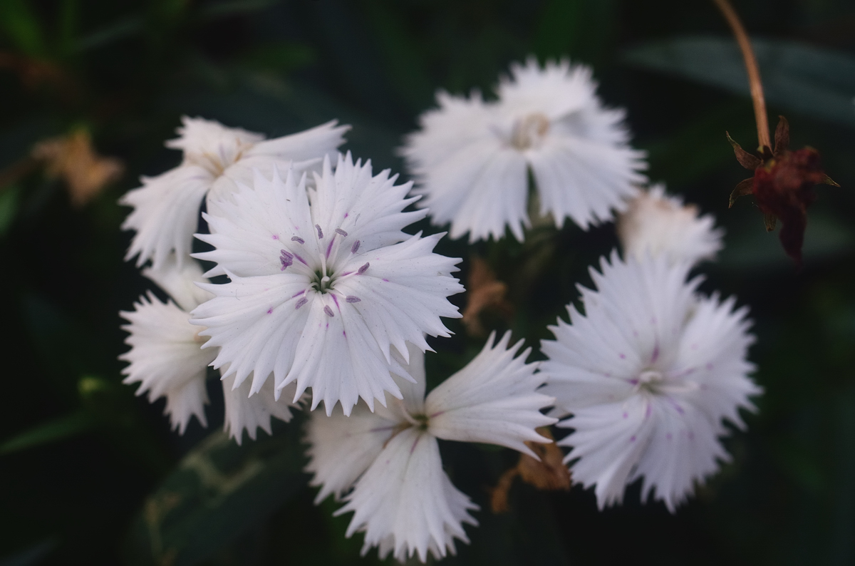 Hata3's Photo Haiku: White dianthus