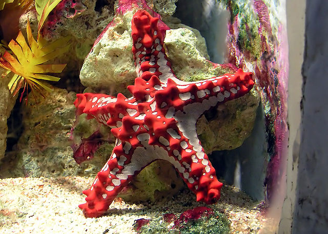 25 Interesting Facts About Starfish