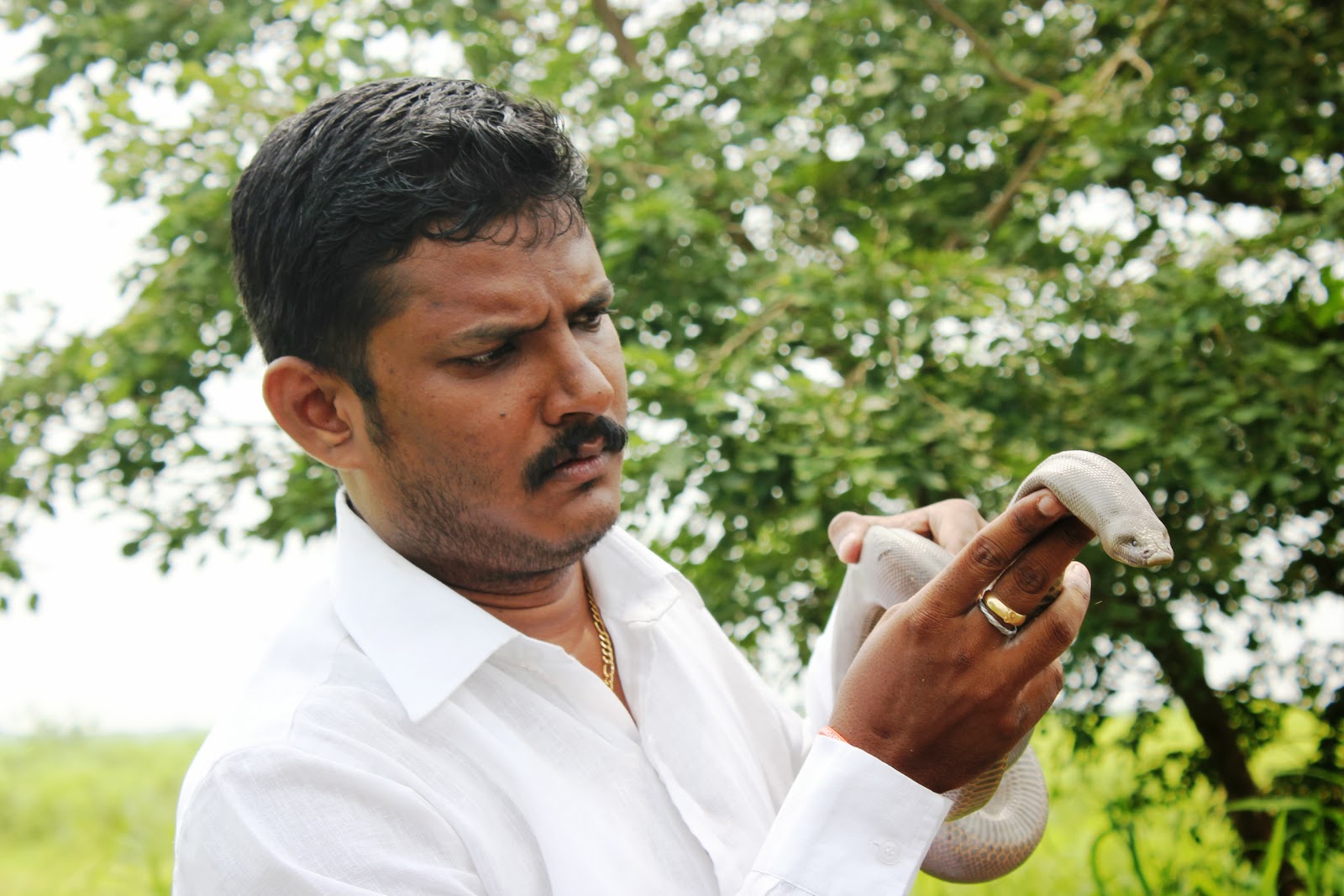 PAWS-Mumbai Press Kit Update: Sand Boa rescued from Goregaon Aarey ...