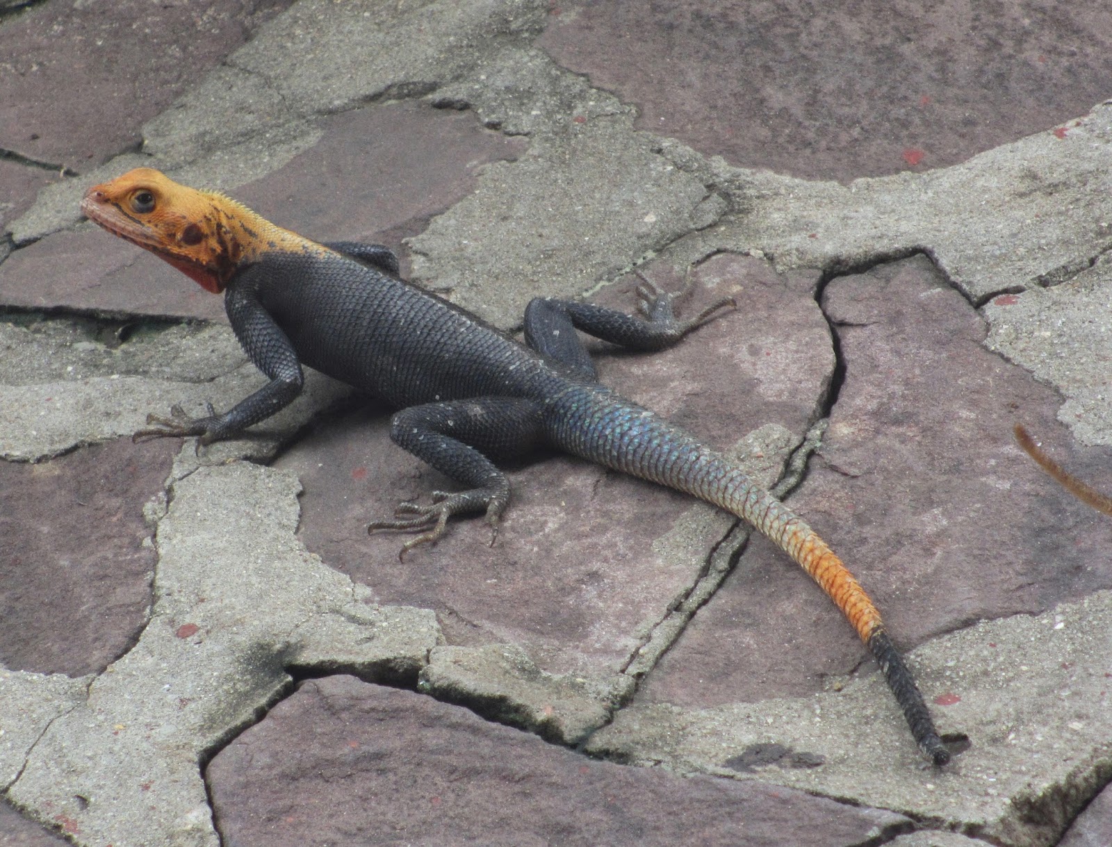 Cannundrums: Red-Headed Rock Agama