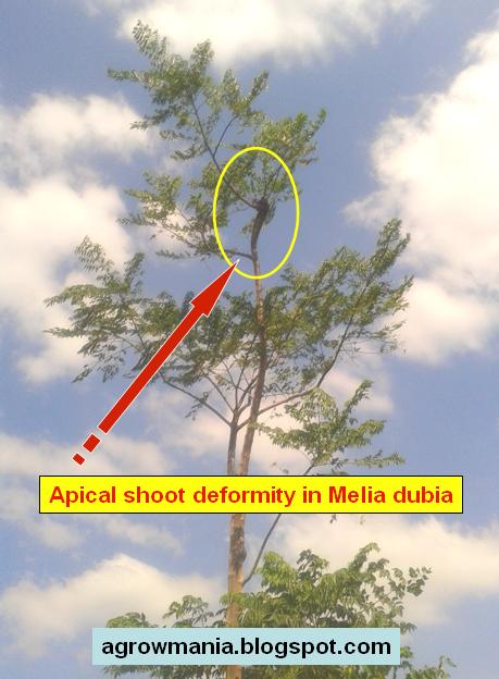 Agroforestry - A blog on Agrihortisilviculture