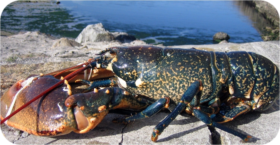 percebemarblog: Bogavante