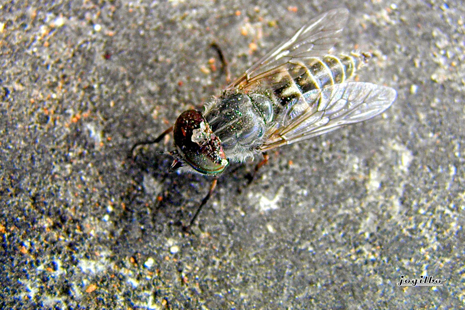 benquerer: Mosca-de-cavalo (mutuca, moscardo ou tavão)