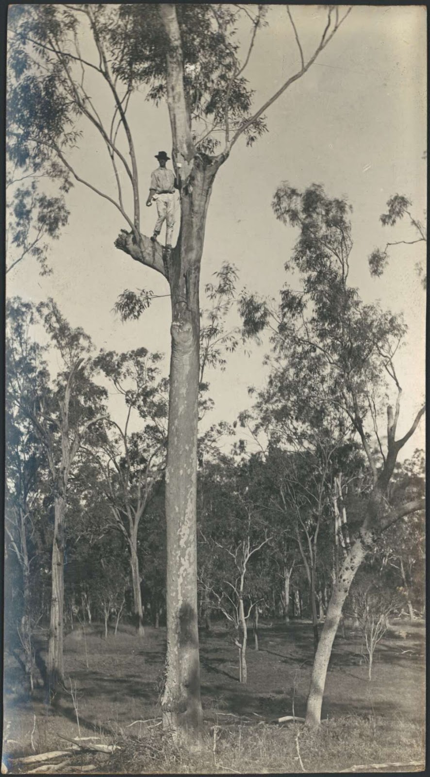 The Fastest Parrot in the World: April Bird of the Month