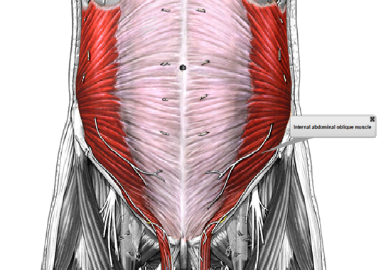 Sistemarespiraroriopractica2