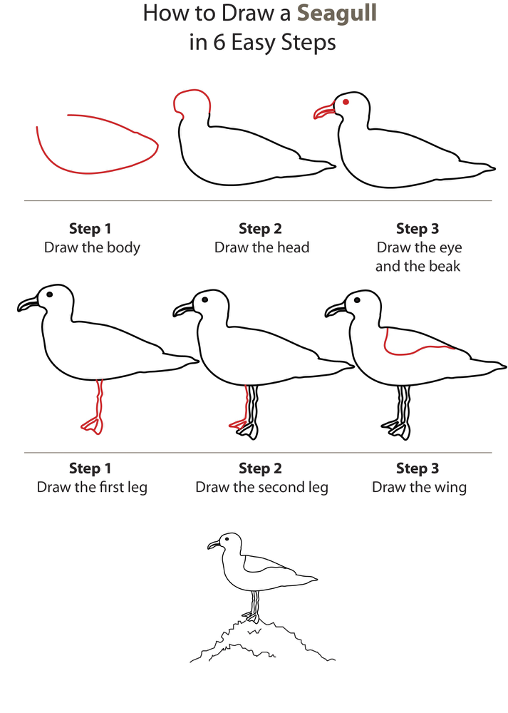 How to Draw Seagull - How to Draw Animal
