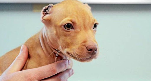 Caudectomia, Conchectomia, Cordectomia e Onicectomia