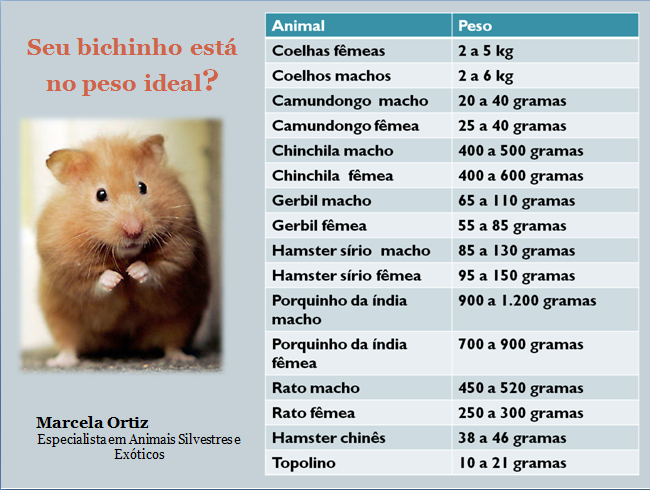 Dra Exótica: Seu Bichinho Está No Peso Ideal
